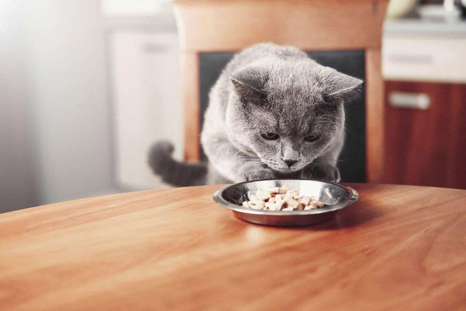 ¿Cómo tratar la pérdida de apetito en los gatos?